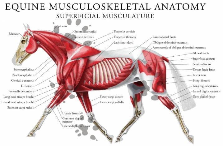 Musculoskeletal Anatomy Of Your Horse