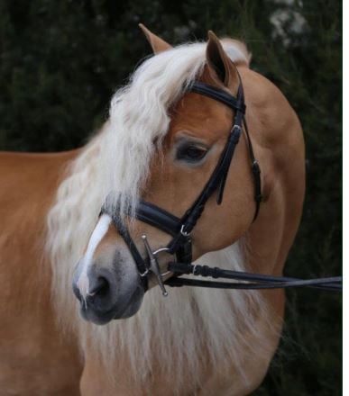 Breed Profile: The Haflinger