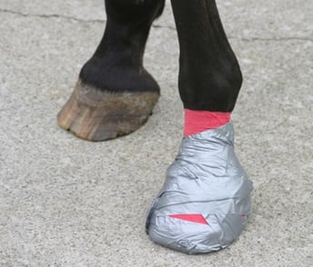 Handling Hoof Abscesse