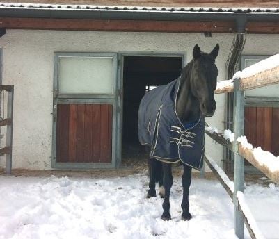A 5-Point Checklist If You're Stabling Your Horse This Winter