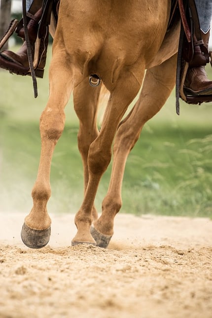 Potential Horse Hock Problems