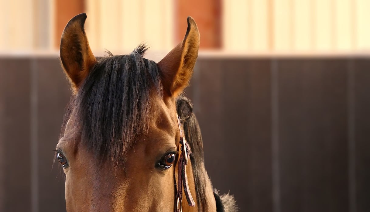 How Your Horse Works: Hearing & Ears