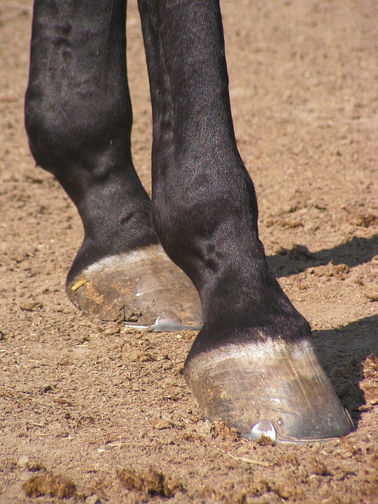 Handling A Hoof Abscess